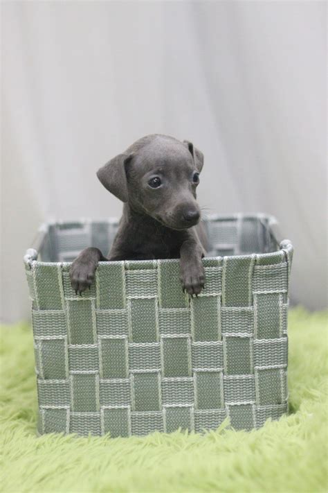 이탈리안그레이하운드분양 사랑스러운 애기 강아지 밍이 웰시코기분양 프렌치불독분양 보스턴테리어분양 이탈리안그레이하운드분양 베들링턴테리어분양 셔틀랜드쉽독분양 코카스파니엘분양