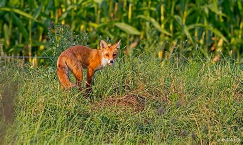 Líška Hrdzavá Turiecfoto