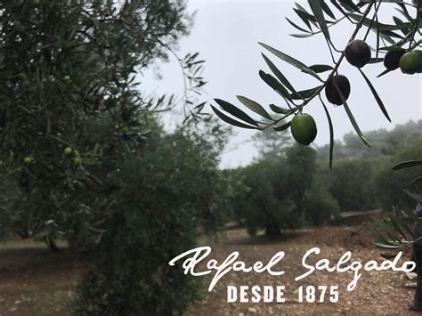 【松鼠的倉庫】獨家 頂級好油 聖加多 第一道 初榨冷壓橄欖油 500ml 黑瓶 西班牙 原裝進口 100 橄欖油 蝦皮購物