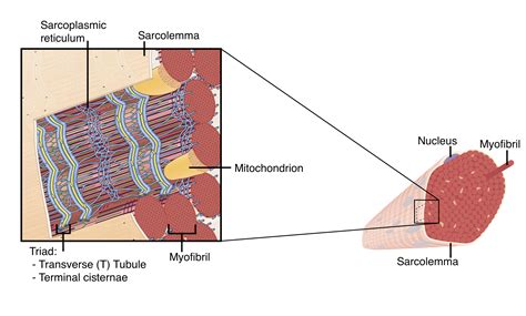 8 3 Skeletal Muscle Organ Structure Medicine Libretexts