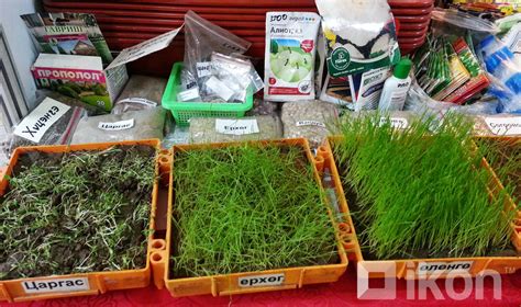 ФОТО Тарьц суулгацын ҮЗЭСГЭЛЭН ХУДАЛДАА болж байна