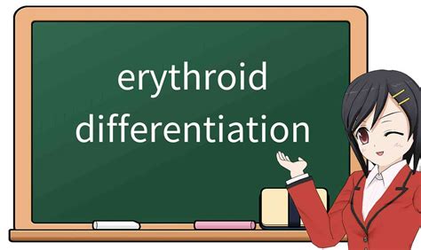 Explicación Detallada De “erythroid Differentiation” Significado Uso