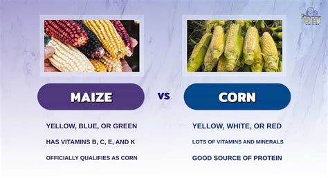 Maize Vs Corn Similarities And Differences