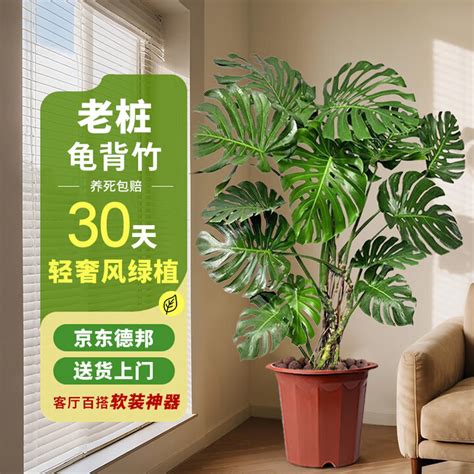 【琅阙提根龟背竹老桩1 2 1 3米【原盆】】琅阙龟背竹大型老桩绿植室内好养客厅大盆栽办公室摆件原盆源头直发【行情 报价 价格 评测】 京东