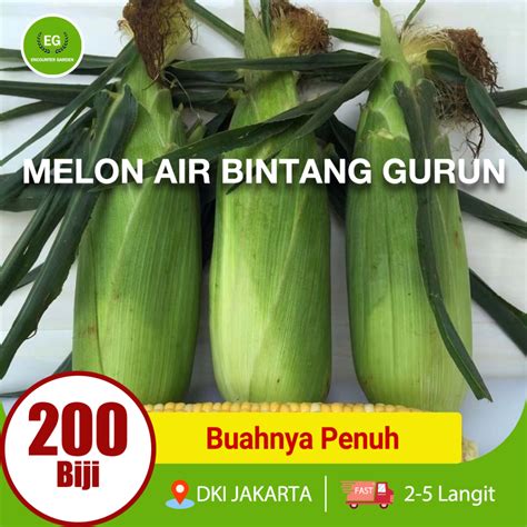 Jual Benih Jagung Hasil Tinggi Ketan Manis Grosir Biji Jagung Buah Jagung Benih 200 Biji
