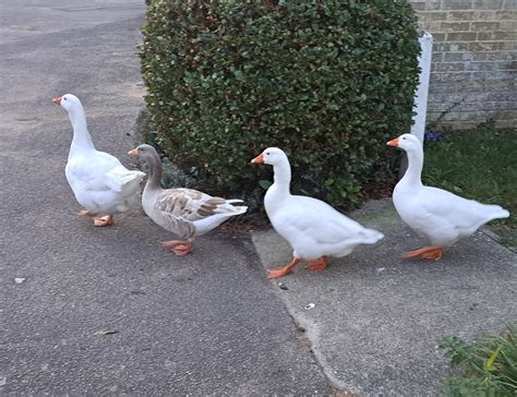Juniper Barn Rendham Saxmundham