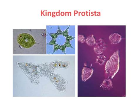Ppt Kingdom Protista Powerpoint Presentation Free Download Id 1900013