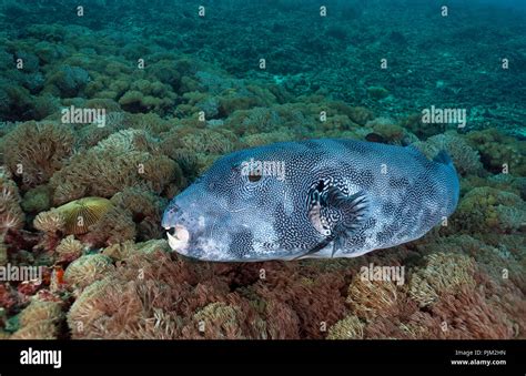 Giant Puffer Fish Arothron Multilineatus Nusa Lembongan Bali