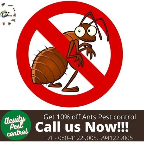 Most Of The Ants That Invade Your Home Are Generally Harmless In Nature