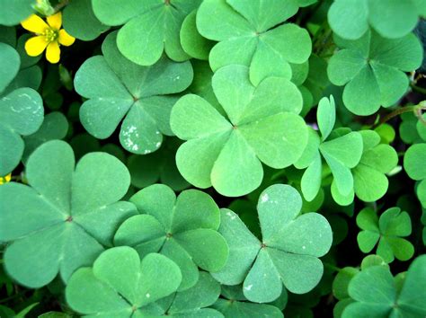 4 Leaf Clover Wallpapers Top Free 4 Leaf Clover Backgrounds