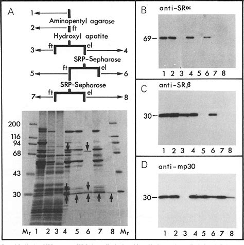 Figure 1 From The Signal Recognition Particle Receptor Is A Complex That Contains Two Distinct