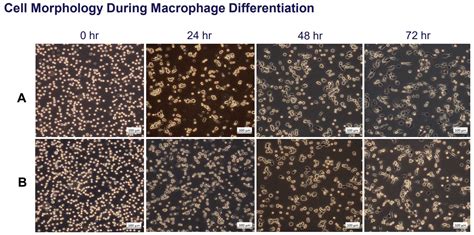 Thawready™ Thp 1 Tib 202 Ar Atcc