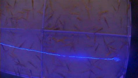 Shrimp Yolo Object Detection Dataset By Monitorshrimp