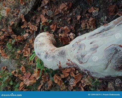 Tree Root Bark Texture Nature Creation Background Wallpaper Stock Image Image Of Crack