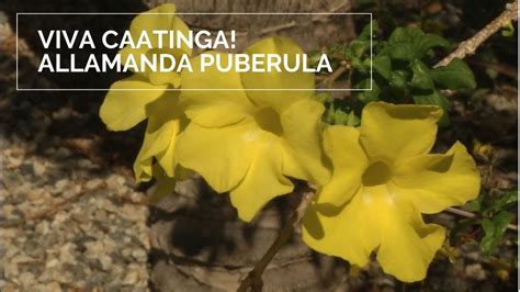 Viva Caatinga Allamanda Puberula Youtube