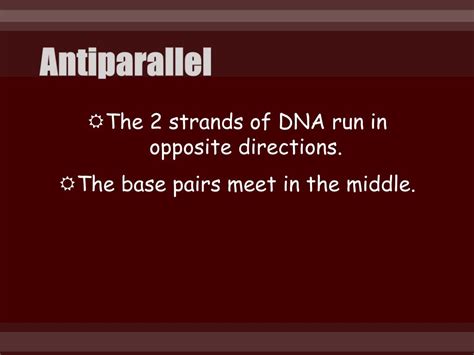 Antiparallel Lines Definition Biology At Heather Gonzales Blog