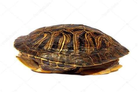 Turtle Shell Stock Photo By Abhbah