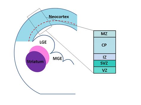 1 The Schematic Structure Of The Developing Neocortex The Neocortex Is