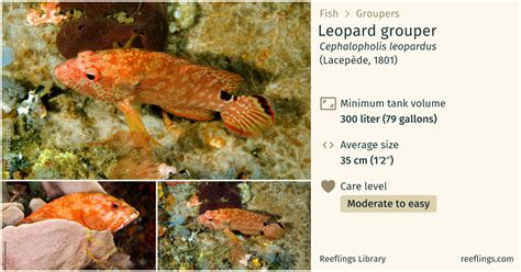 Leopard Grouper Cephalopholis Leopardus Complete Care Guide Reeflings