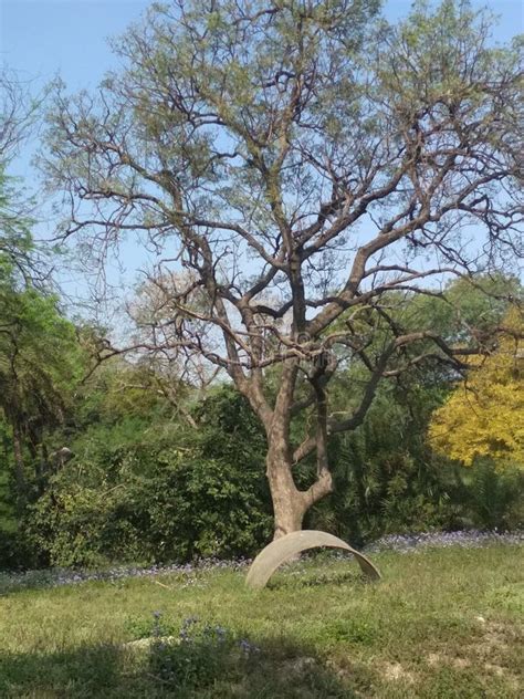 Strong Tree With Shady Foliage Stock Image Image Of Branch Flower