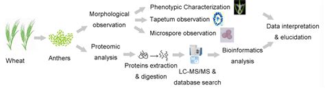 Outline Of Experimental Workflow Download Scientific Diagram
