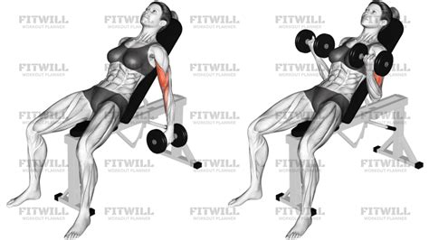 Curl De Bíceps Alterno Con Mancuernas Con Soporte Para Brazos Guía De Ejercicios Técnicas