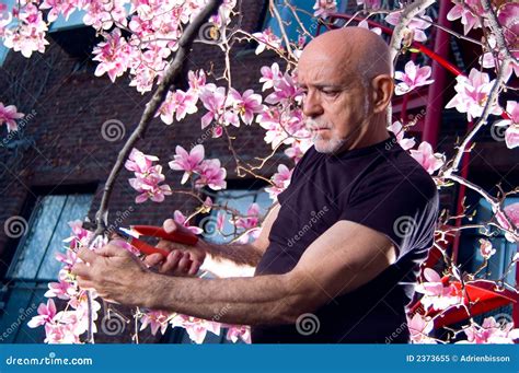Mature Man Pruning Tree Stock Image Image Of Adult Beard