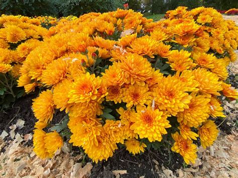 На Співочому полі відкрилась довгоочікувана виставка хризантем ФОТО Вечірній Київ