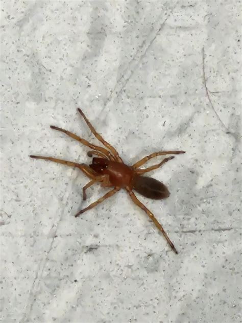 Help Identifying Booth Spider R Spiders