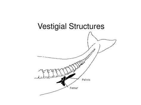 Ppt Evidence Of Evolution Part 2 Powerpoint Presentation Free