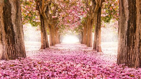 Sakura Desktop Wallpapers Top Những Hình Ảnh Đẹp