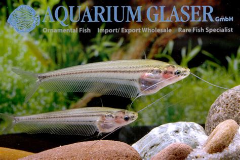 Kryptopterus Macrocephalus Aquarium Glaser Gmbh