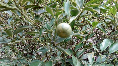 Infinix Hot S Pro Review G Lte Phoneworld