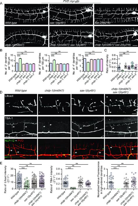 Knockout Of Sax 1 Suppresses Dendrite Development Defects In Chdp 1 Download Scientific Diagram