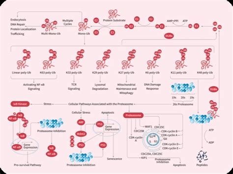 下一代cdk4 6抑制剂——atirmociclib有什么特点？