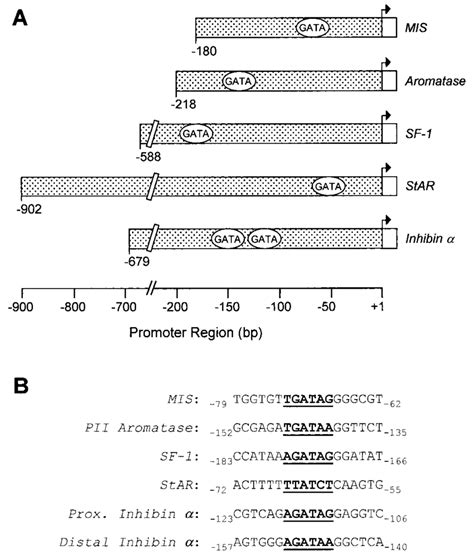 Consensus Gata Regulatory Motifs Are Present In The Promoters Of Download Scientific Diagram