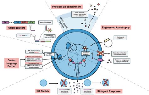 Frontiers Engineering Bacterial Theranostics From Logic Gates To In