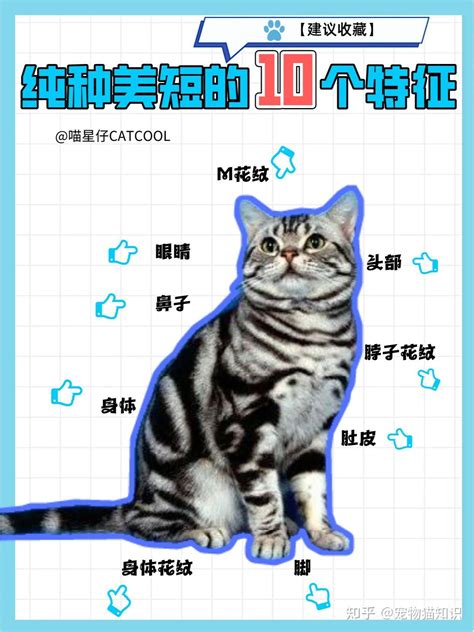 纯种美短虎斑的10个特征新手养猫必看 知乎