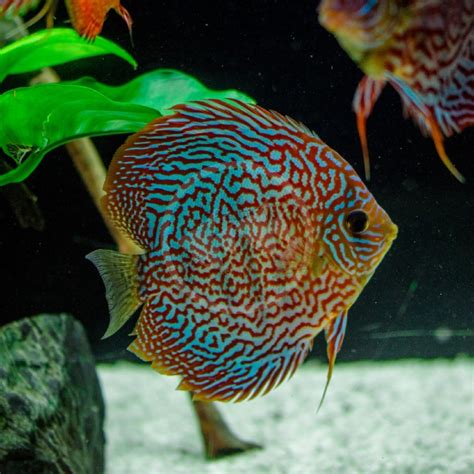Discus Snakeskin Symphysodon Sp Aquatics Unlimited