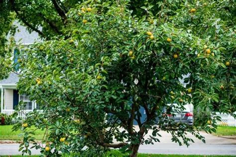 Types Of Trees Native To Connecticut To Plant Or Admire