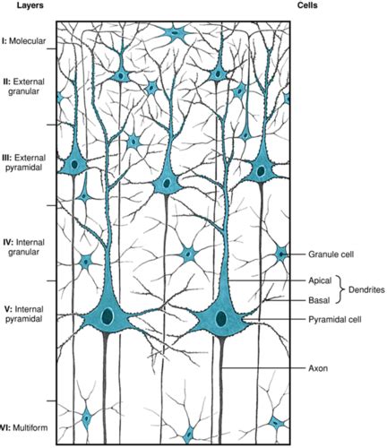 Cerebral Cortex Flashcards Quizlet