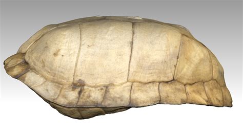 Box Turtle Shell 3d Turbosquid 2144223