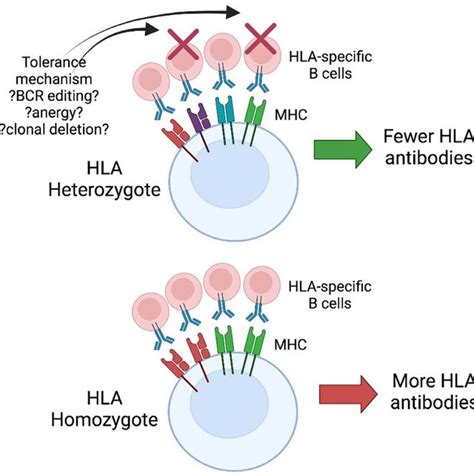 Sensitization Group By HLA Homozygosity And Ethnicity For Women And Download Scientific Diagram
