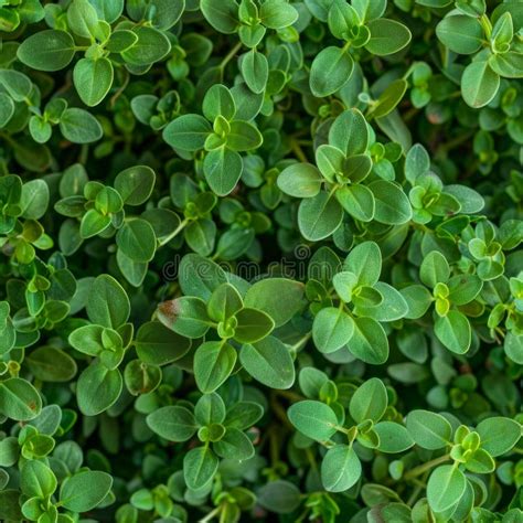 Thyme Texture Background Thymus Leaf Banner Thymus Vulgaris Pattern