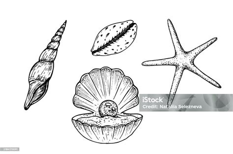 벡터 아름 다운 세트 와 조개 불가사리 와 손으로 그린 선은 진주와 함께 굴 조개 껍질을 열었습니다 배경에 고립된 그래픽 클립 아트 수중 그림입니다 디자이너 초대장 장식