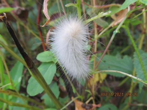 Whitish Long Haired Catepillar Bugguide Net