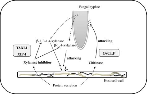 Characterization Of A Newly Identified Rice Chitinase Like Protein