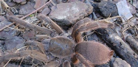 Chilobrachys Sp Sai Yok Vogelspinnen Mit Herz