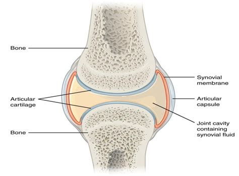 Synovial Membrane Diagram