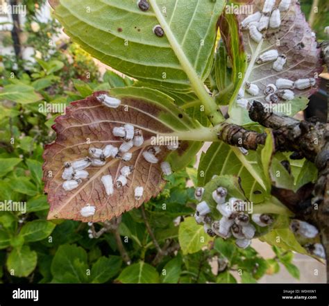 Hydrangea Scale Bug White Scale Insect Pulvinaria Hydrangeae A Sap